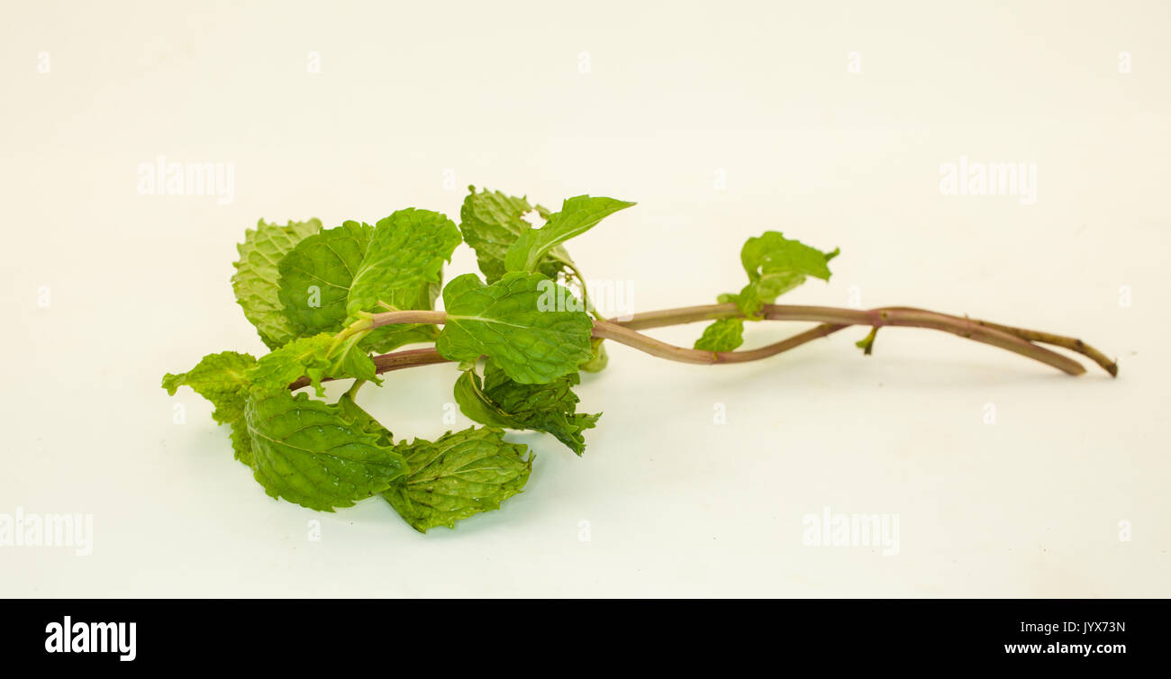 Peppermint on a white background Stock Photo - Alamy
