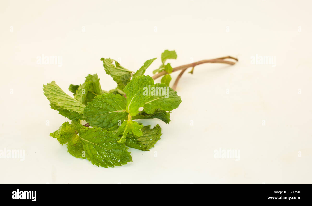 Peppermint on a white background Stock Photo - Alamy
