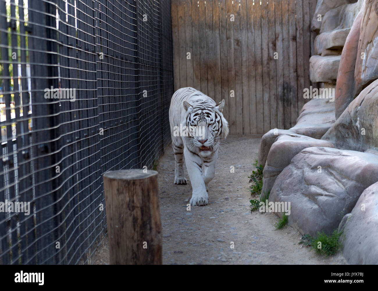 white tiger in the zoo walking in the enclosure Stock Photo - Alamy