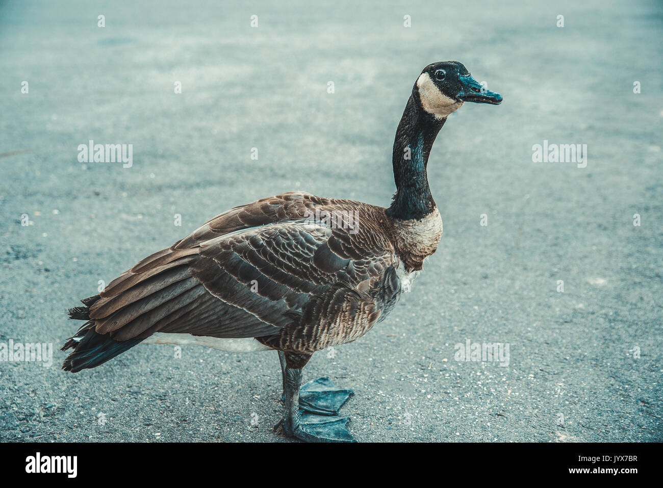wild gray goose came to the people for food Stock Photo - Alamy