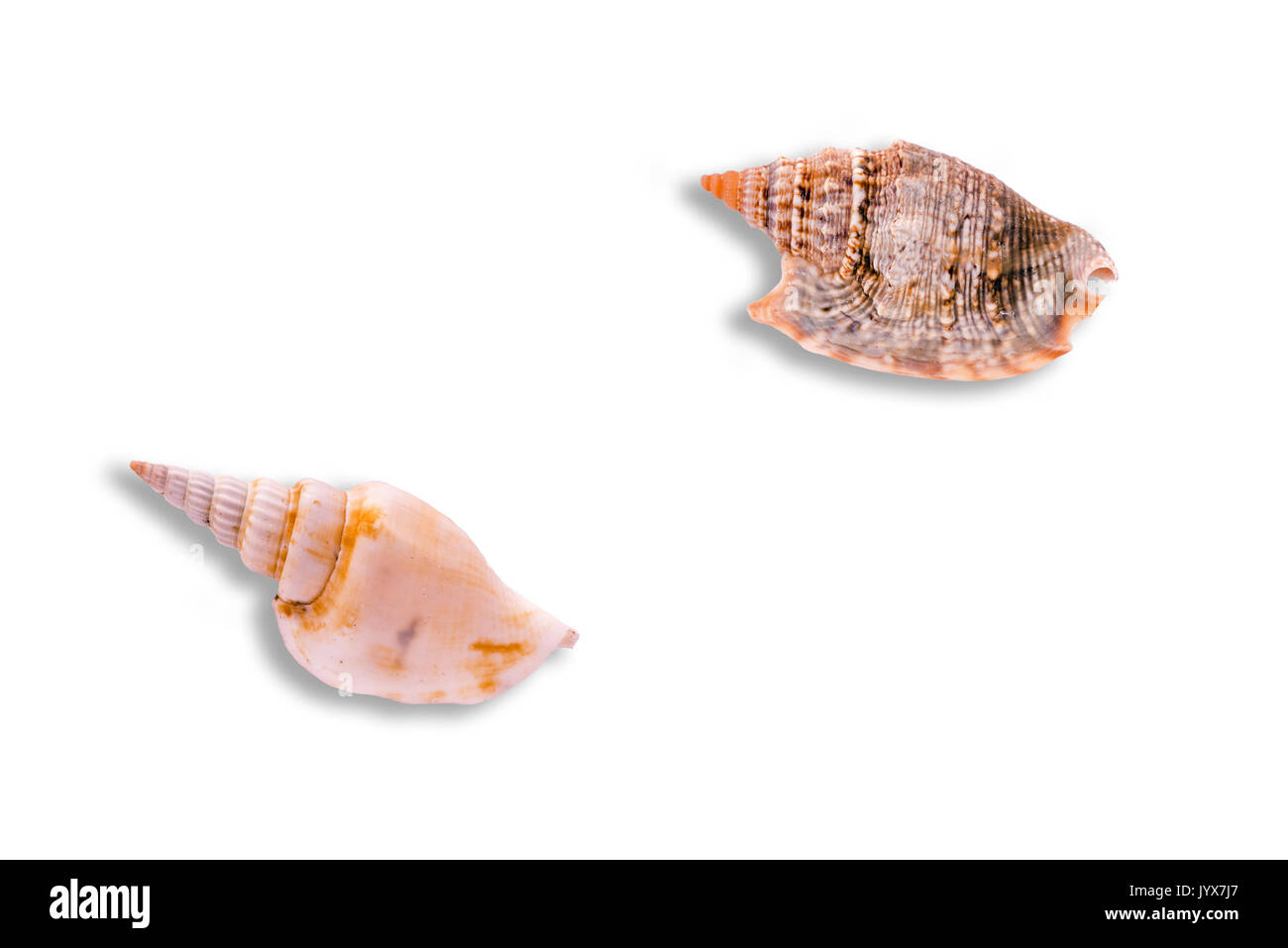 beautiful sea shells isolated on white background closeup Stock Photo ...