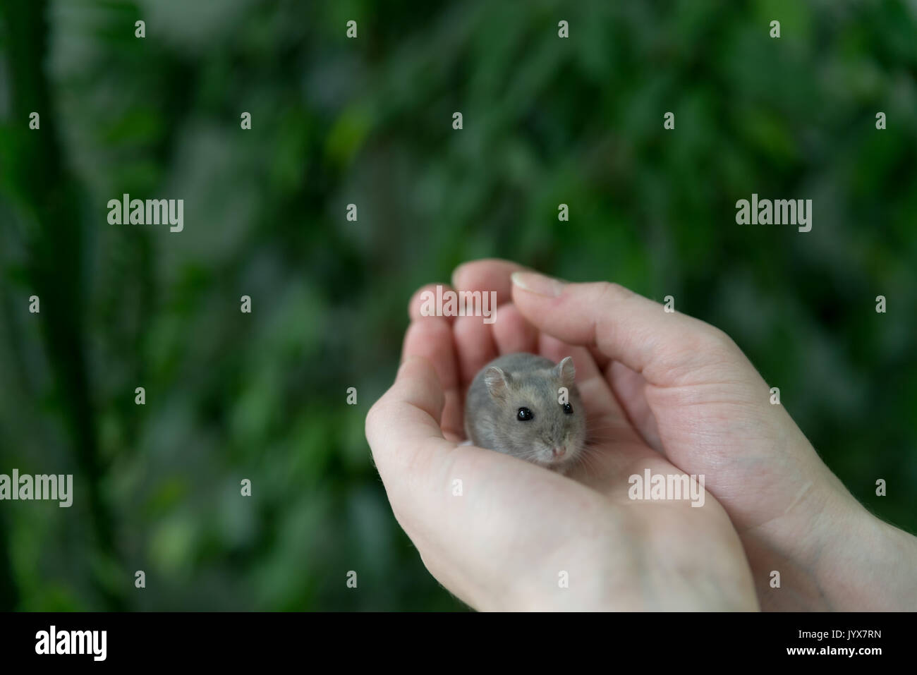 Small grey hamster in the hands of man Stock Photo - Alamy