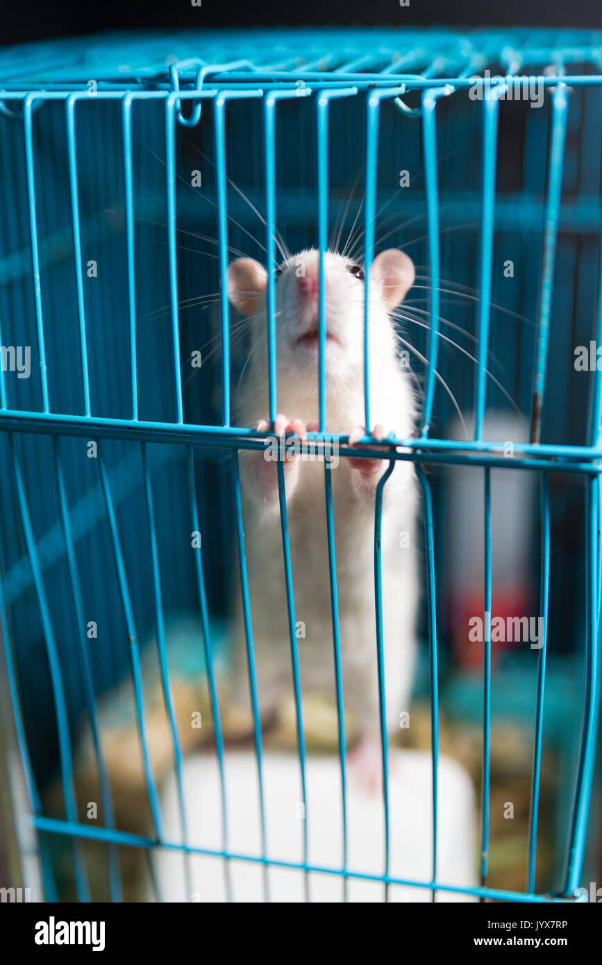 Lab rat cage hi-res stock photography and images - Alamy