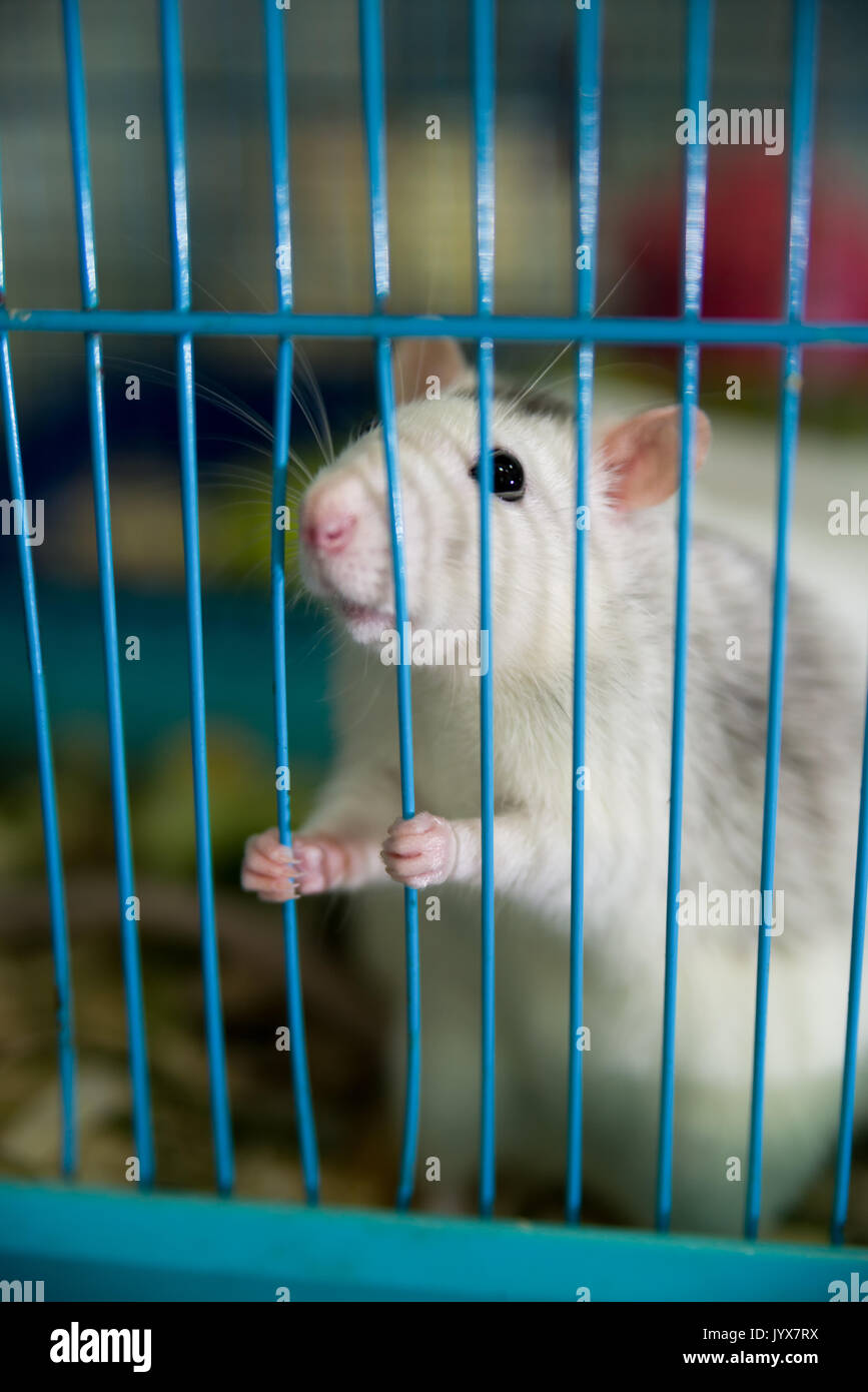 Lab rat cage hi-res stock photography and images - Alamy
