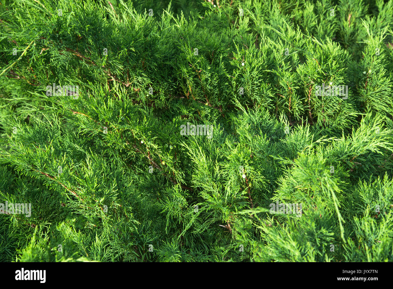 Reddish green hi-res stock photography and images - Alamy