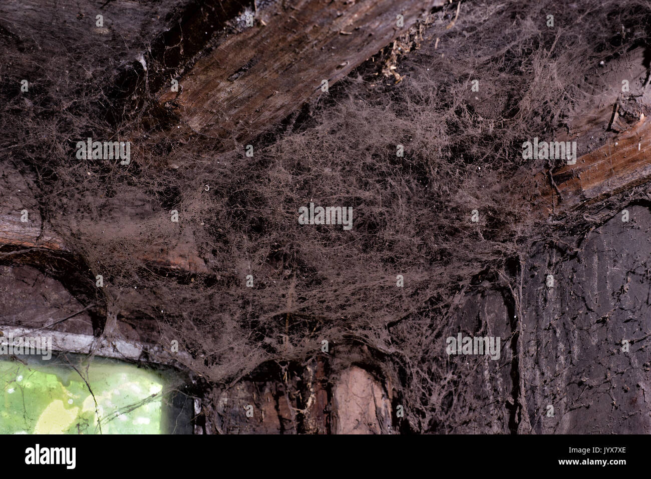 Real spooky spiders web hi-res stock photography and images - Alamy