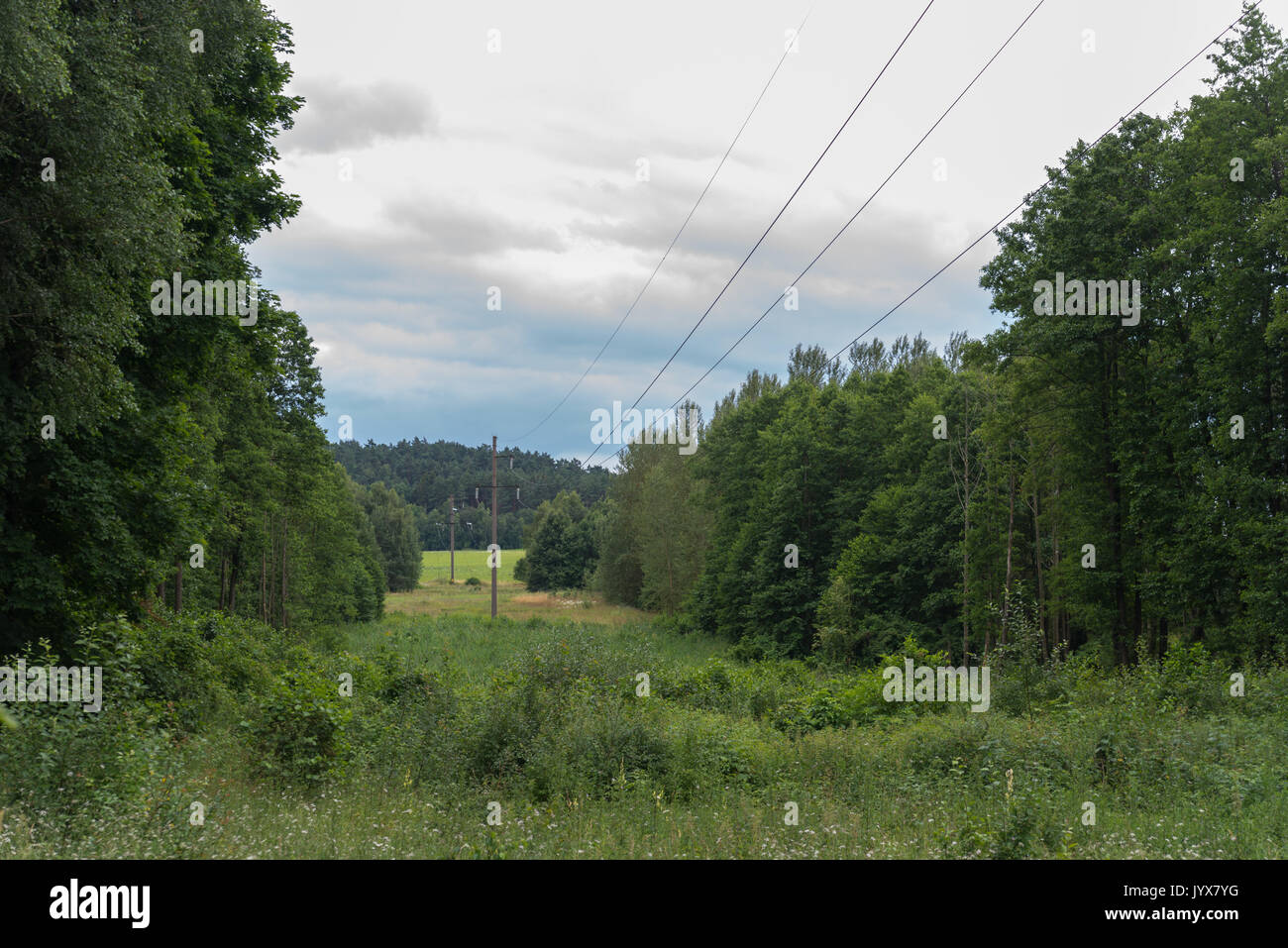 clearing for power lines in forest terrain Stock Photo - Alamy