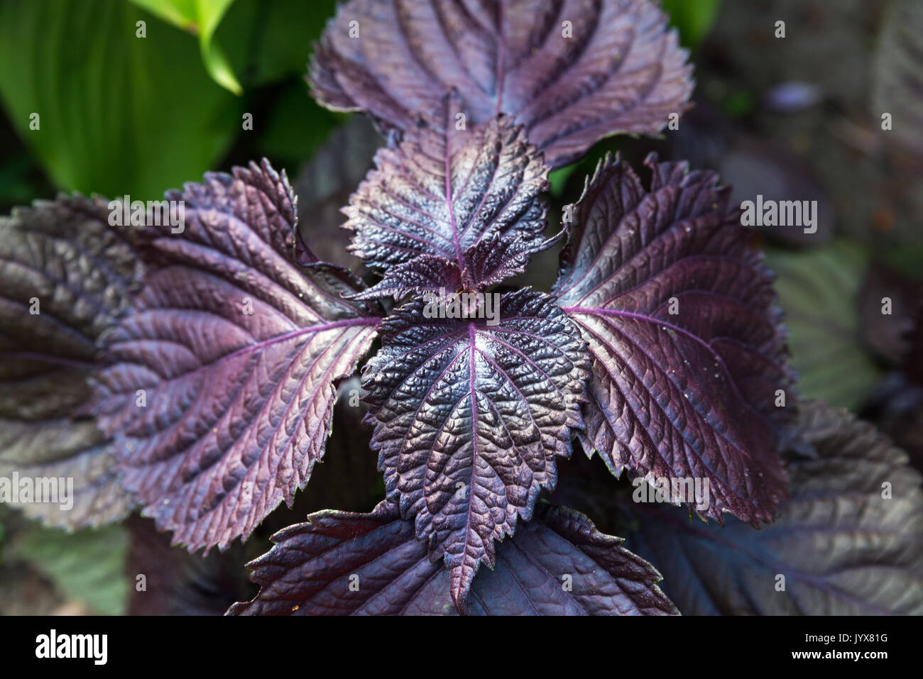 Perilla Stock Photos & Perilla Stock Images - Alamy