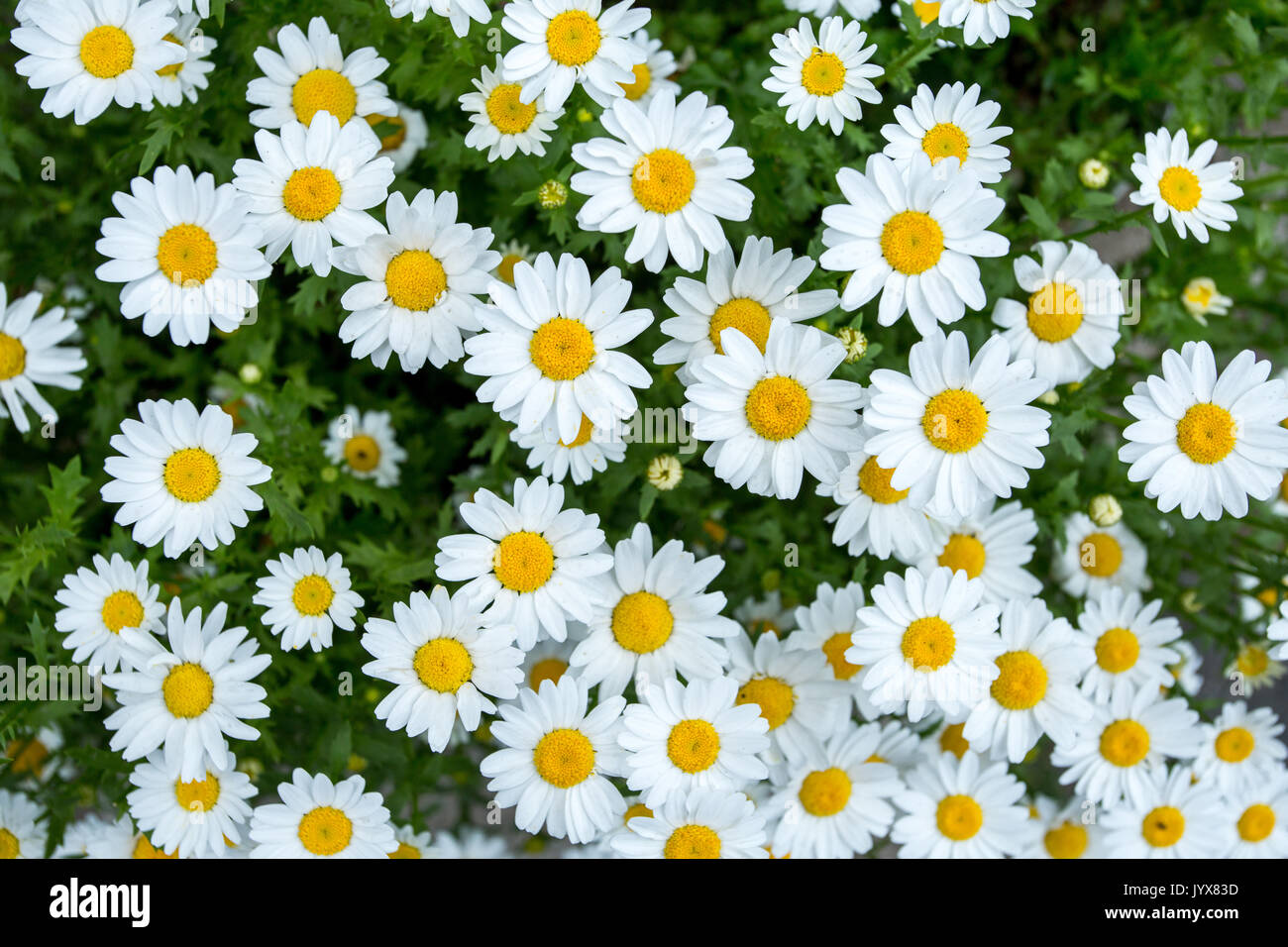 Daisies in the garden hi-res stock photography and images - Alamy
