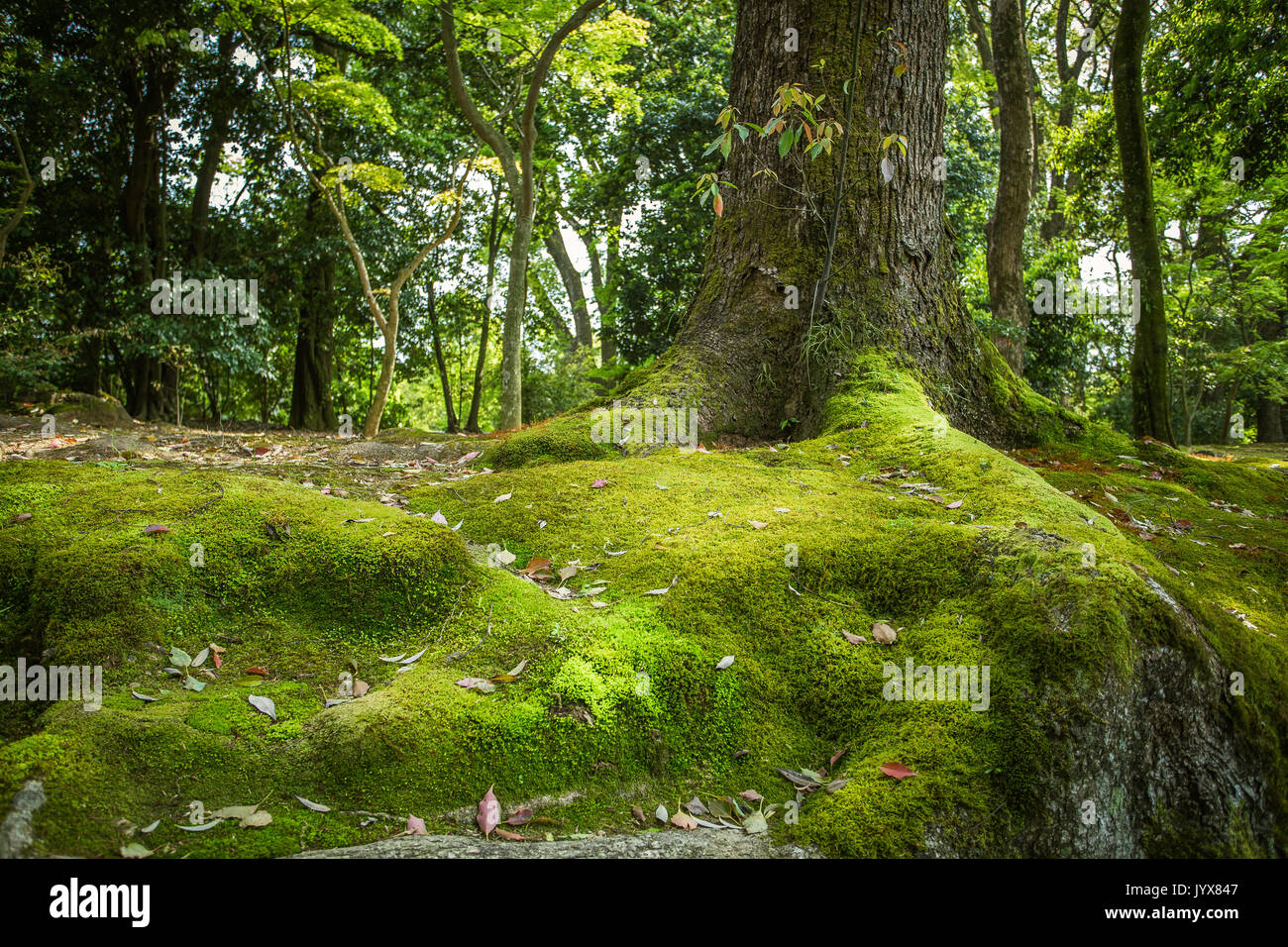 Life under bark hi-res stock photography and images - Alamy
