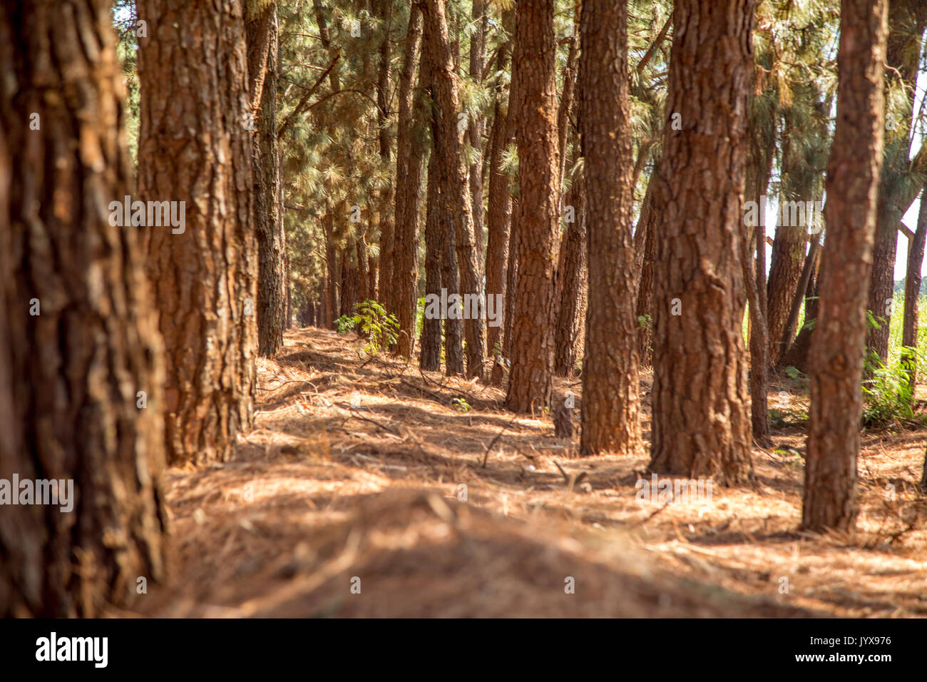 pine tree way Stock Photo - Alamy