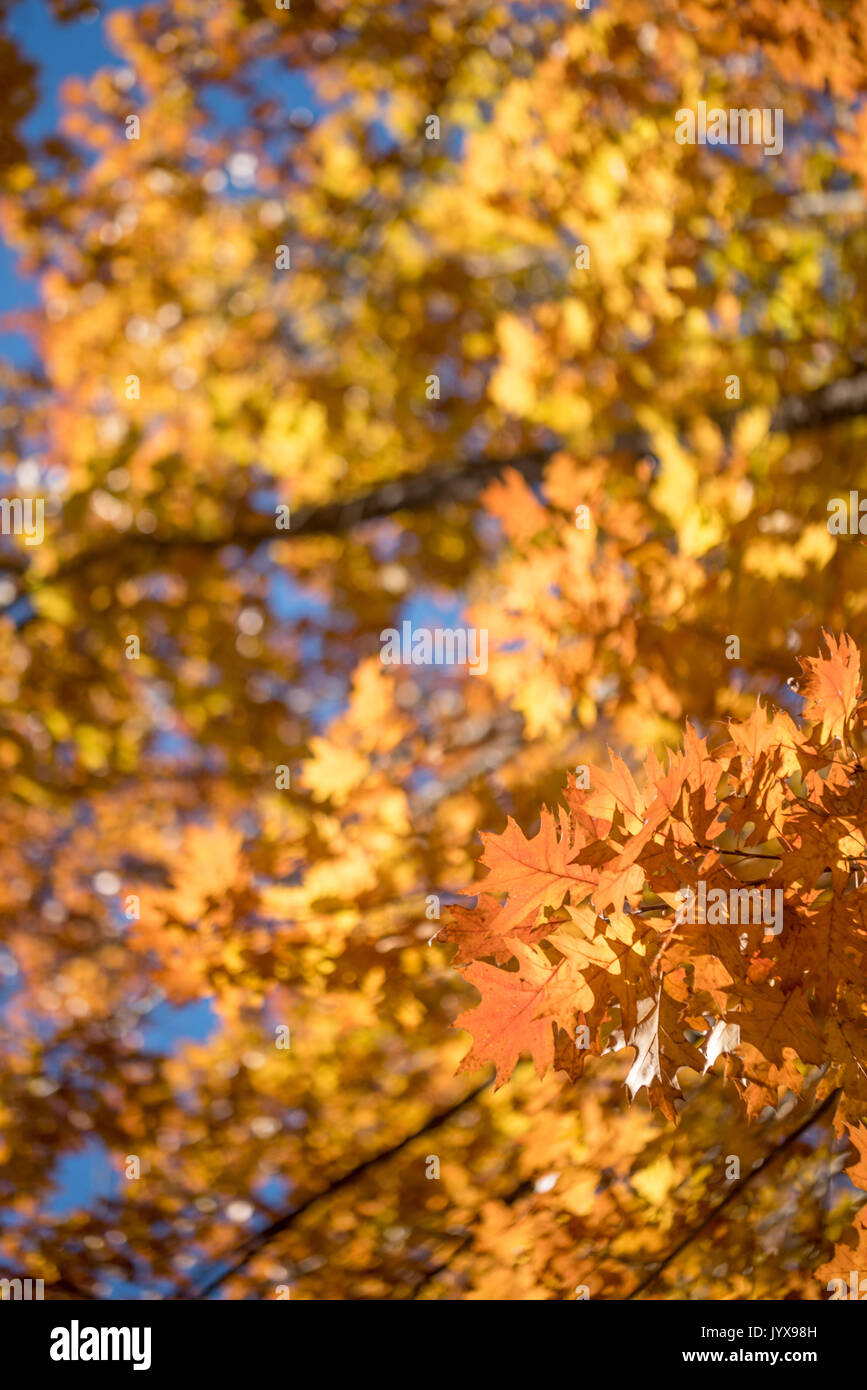 Vertical fall leaves background Stock Photo - Alamy