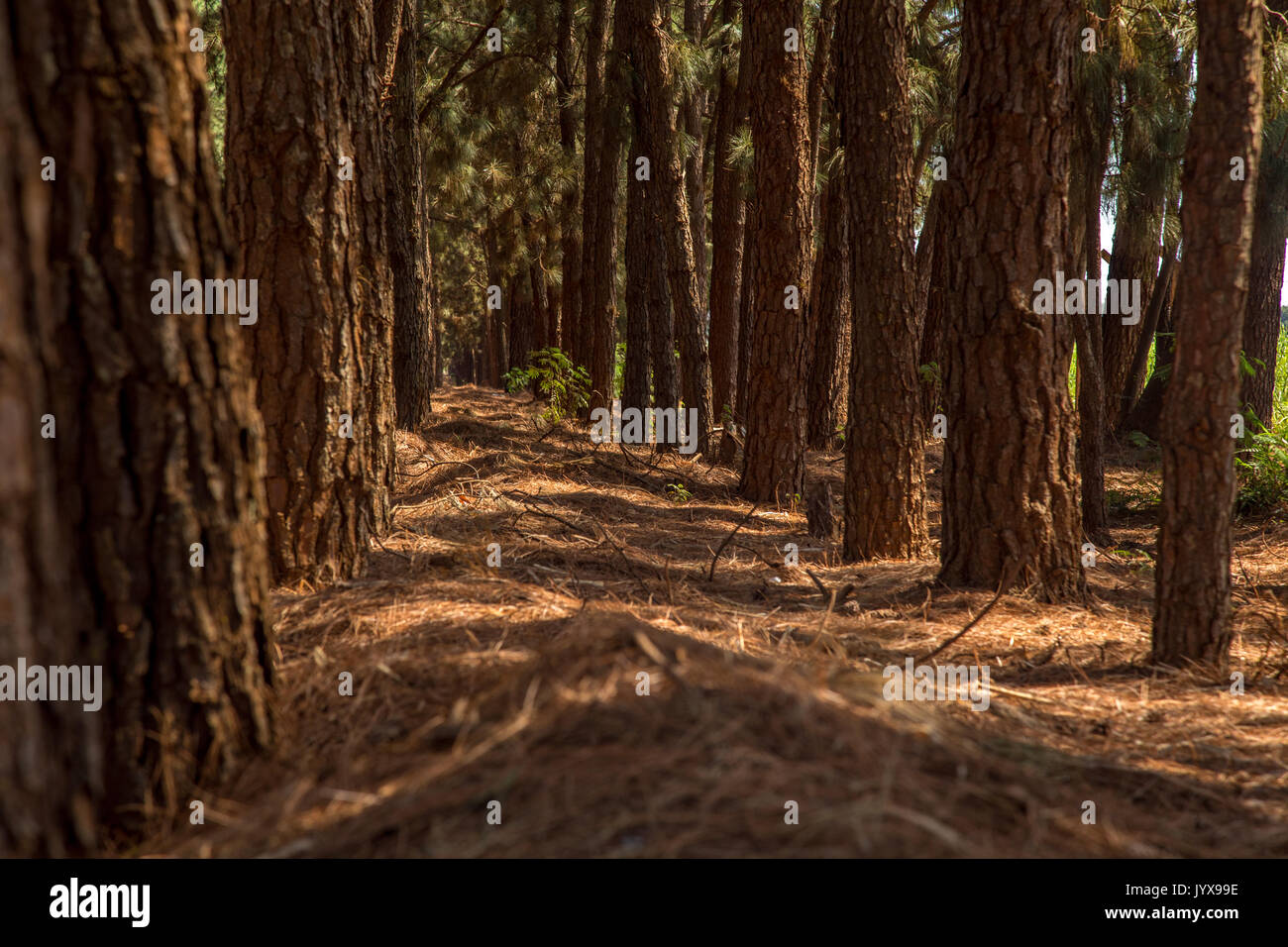 pine tree way Stock Photo - Alamy