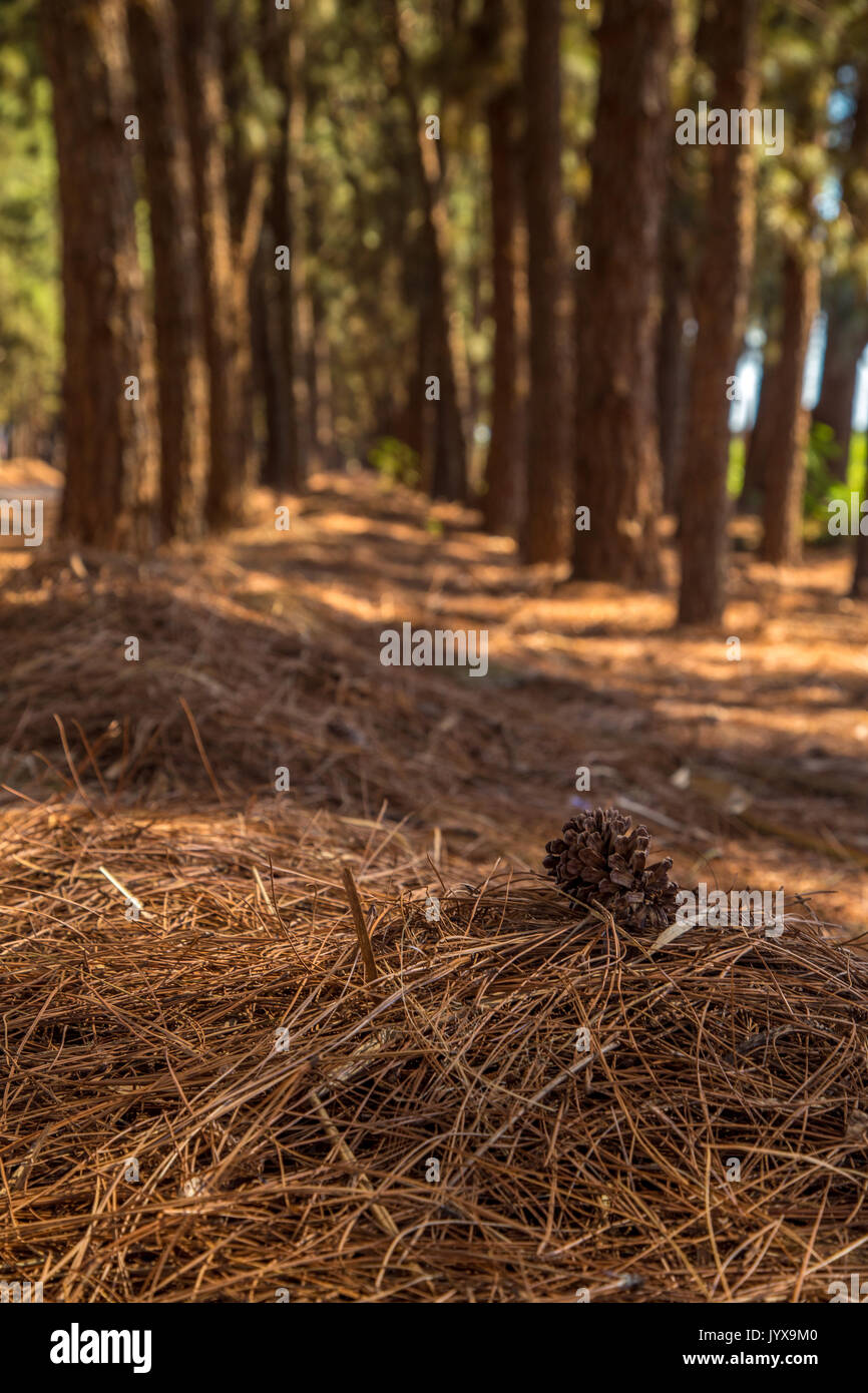 pine tree way Stock Photo - Alamy