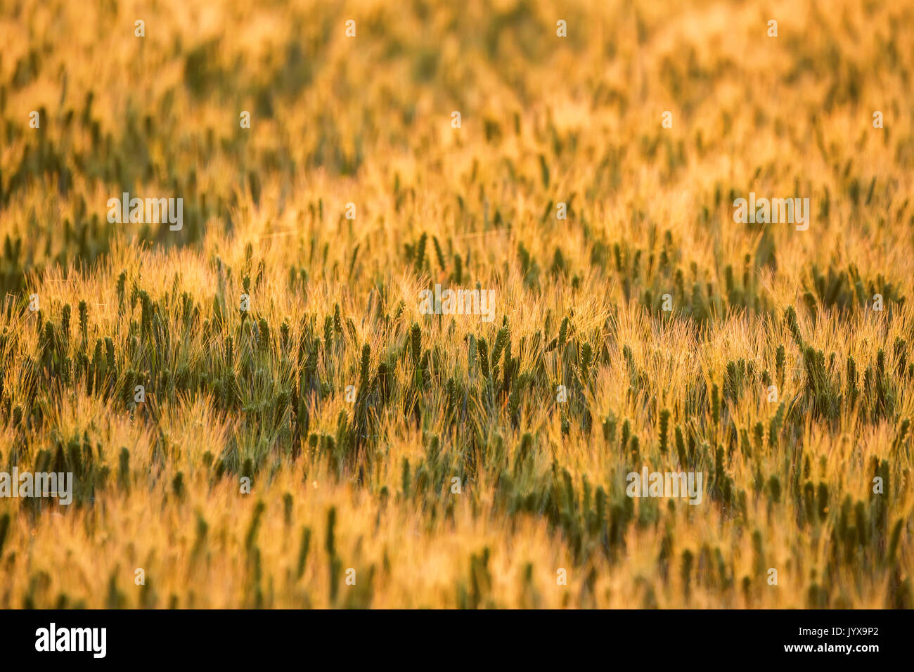 Field of ripe wheat Stock Photo - Alamy