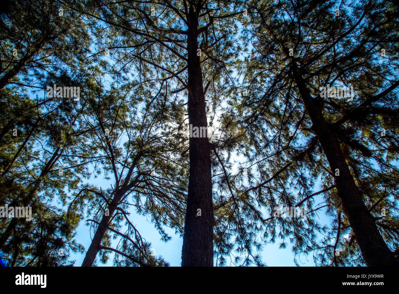 pine tree way Stock Photo - Alamy