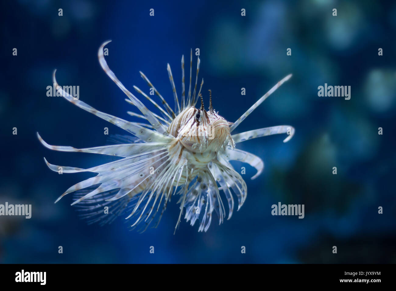 lionfish closeup underwater Stock Photo - Alamy