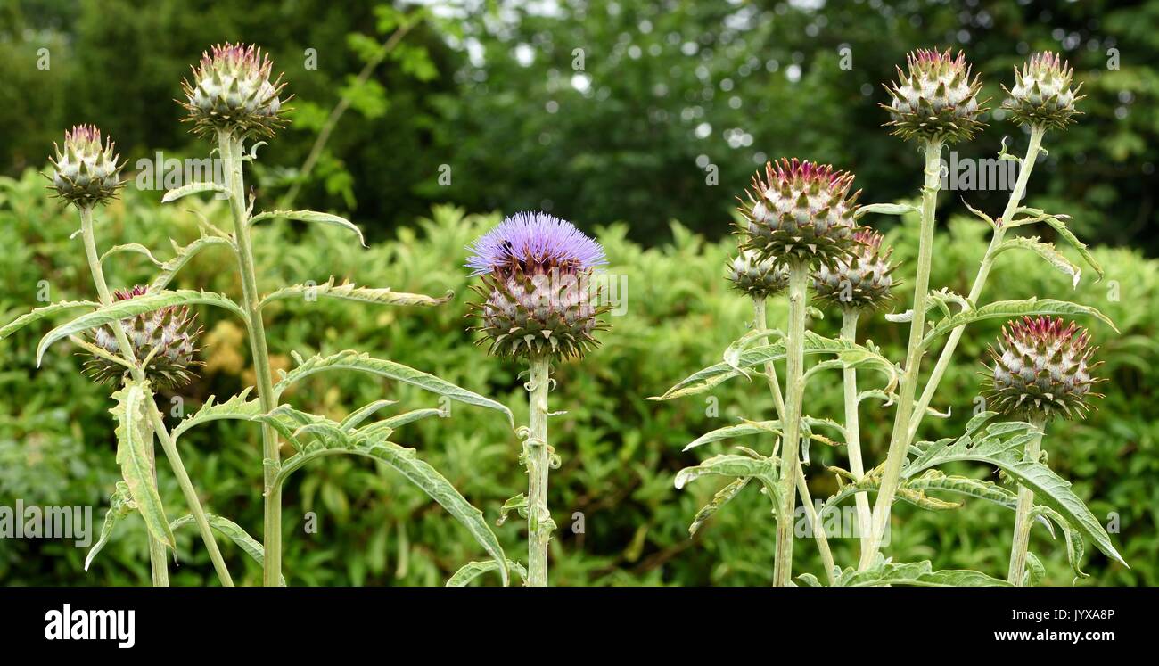 Cardoons hi-res stock photography and images - Alamy