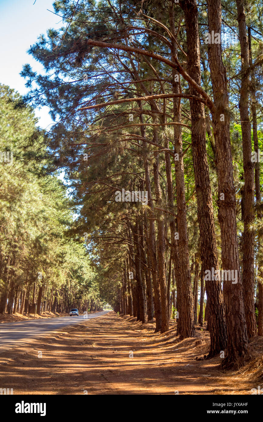 pine tree way Stock Photo - Alamy