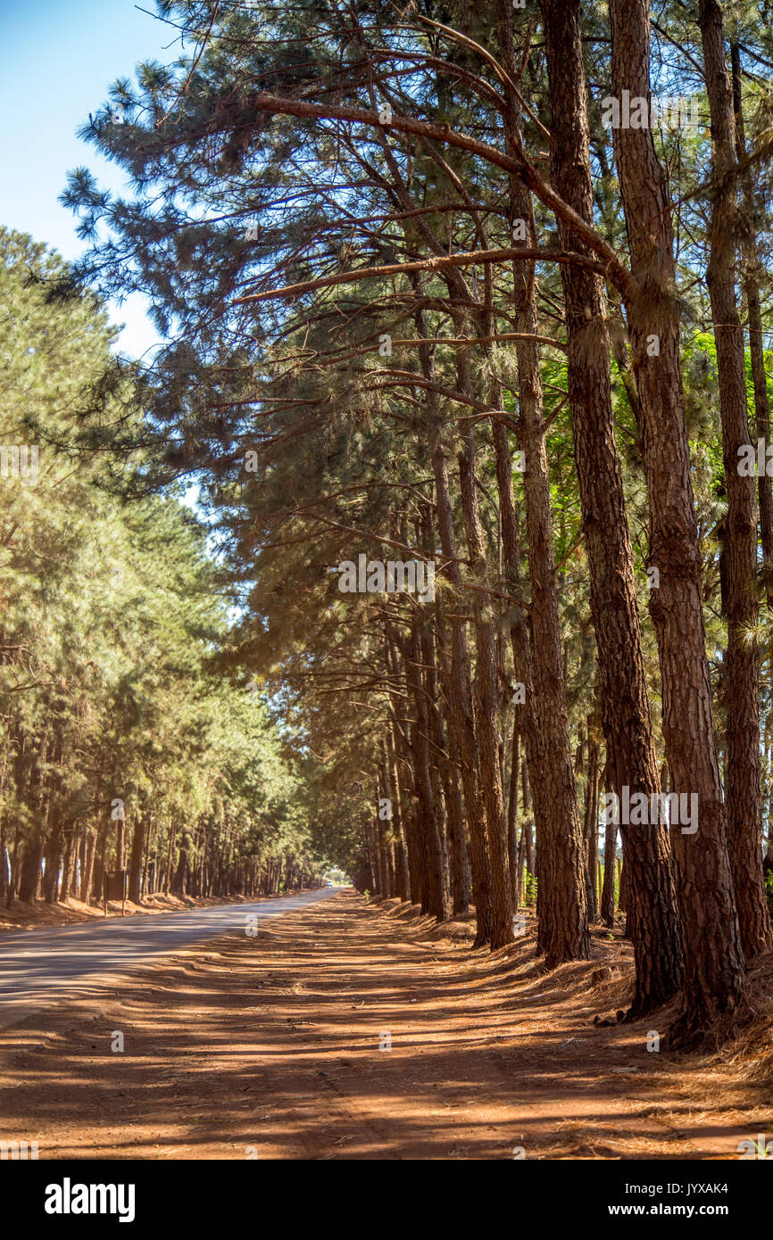 pine tree way Stock Photo - Alamy