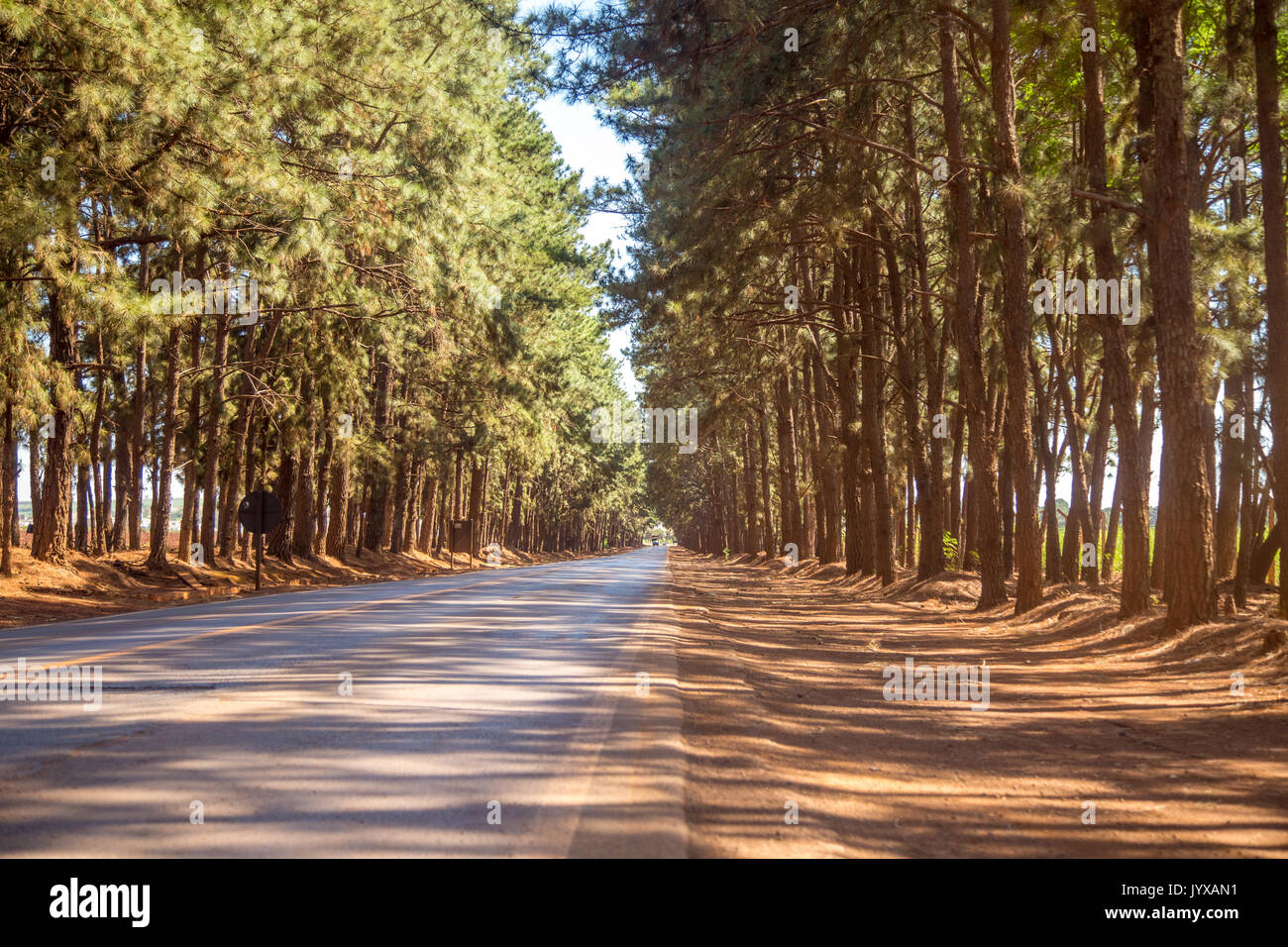pine tree way Stock Photo - Alamy