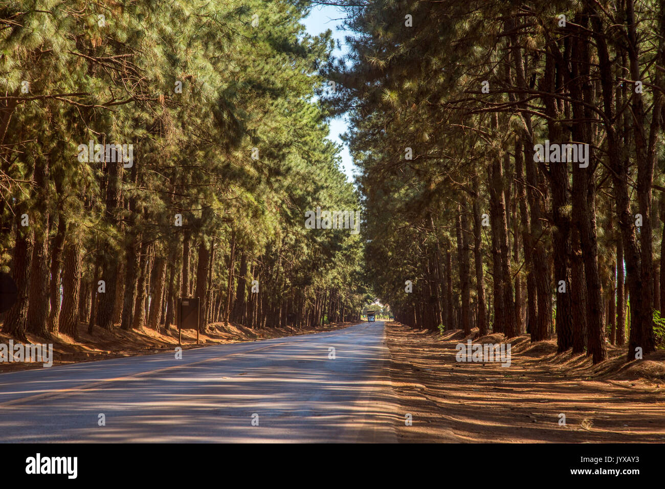 pine tree way Stock Photo - Alamy