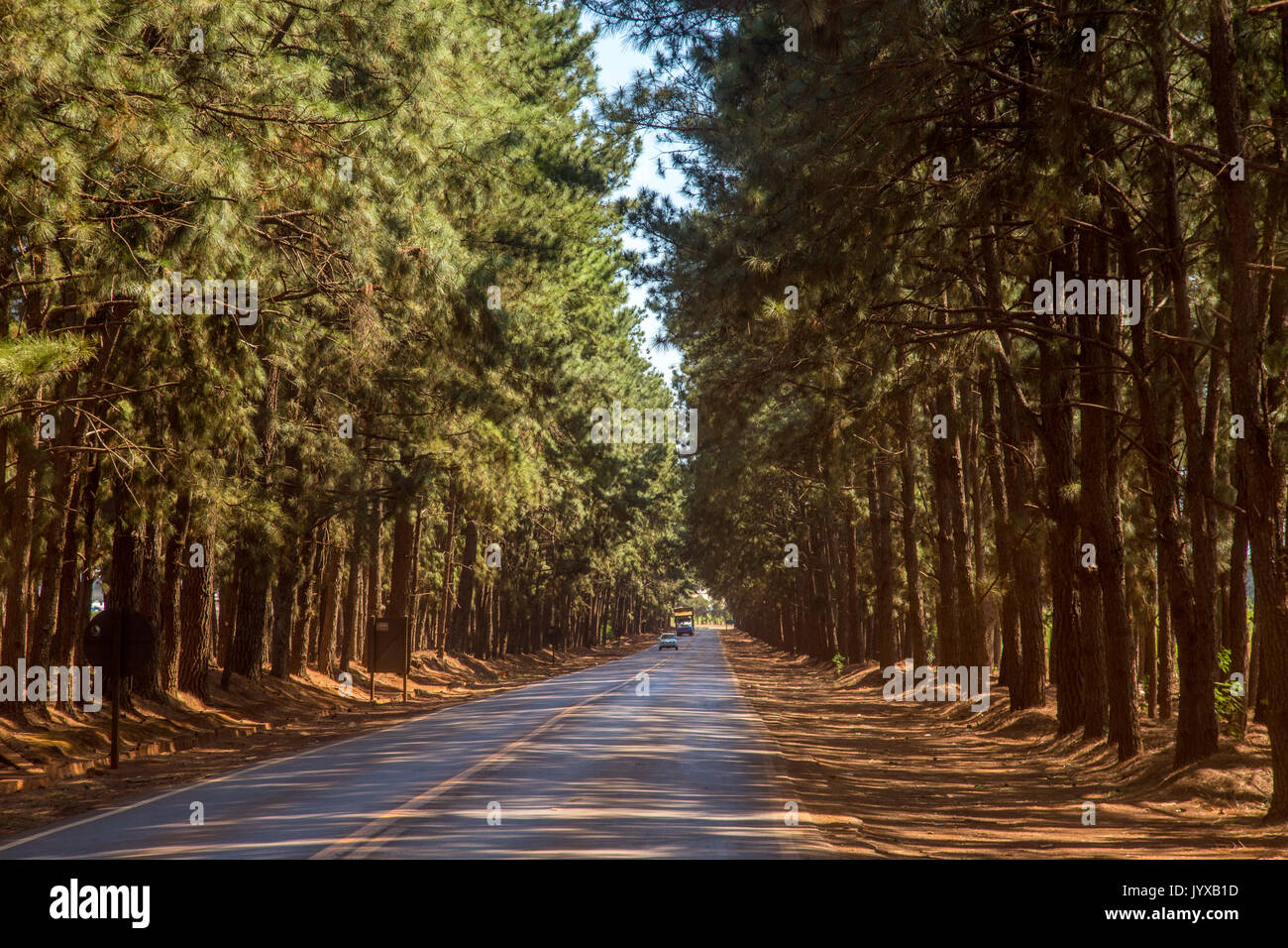 pine tree way Stock Photo - Alamy