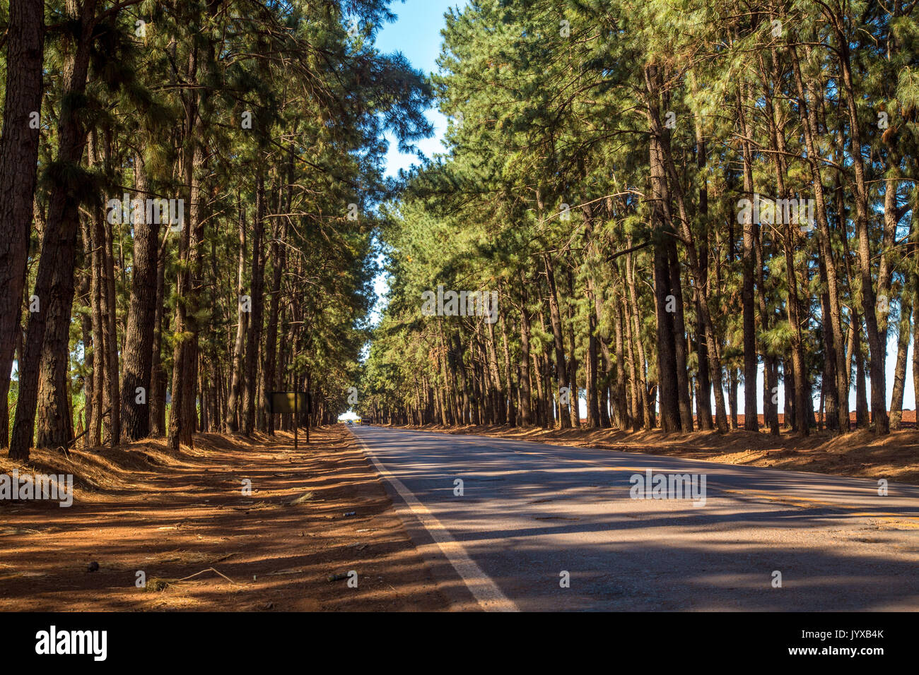 pine tree way Stock Photo - Alamy