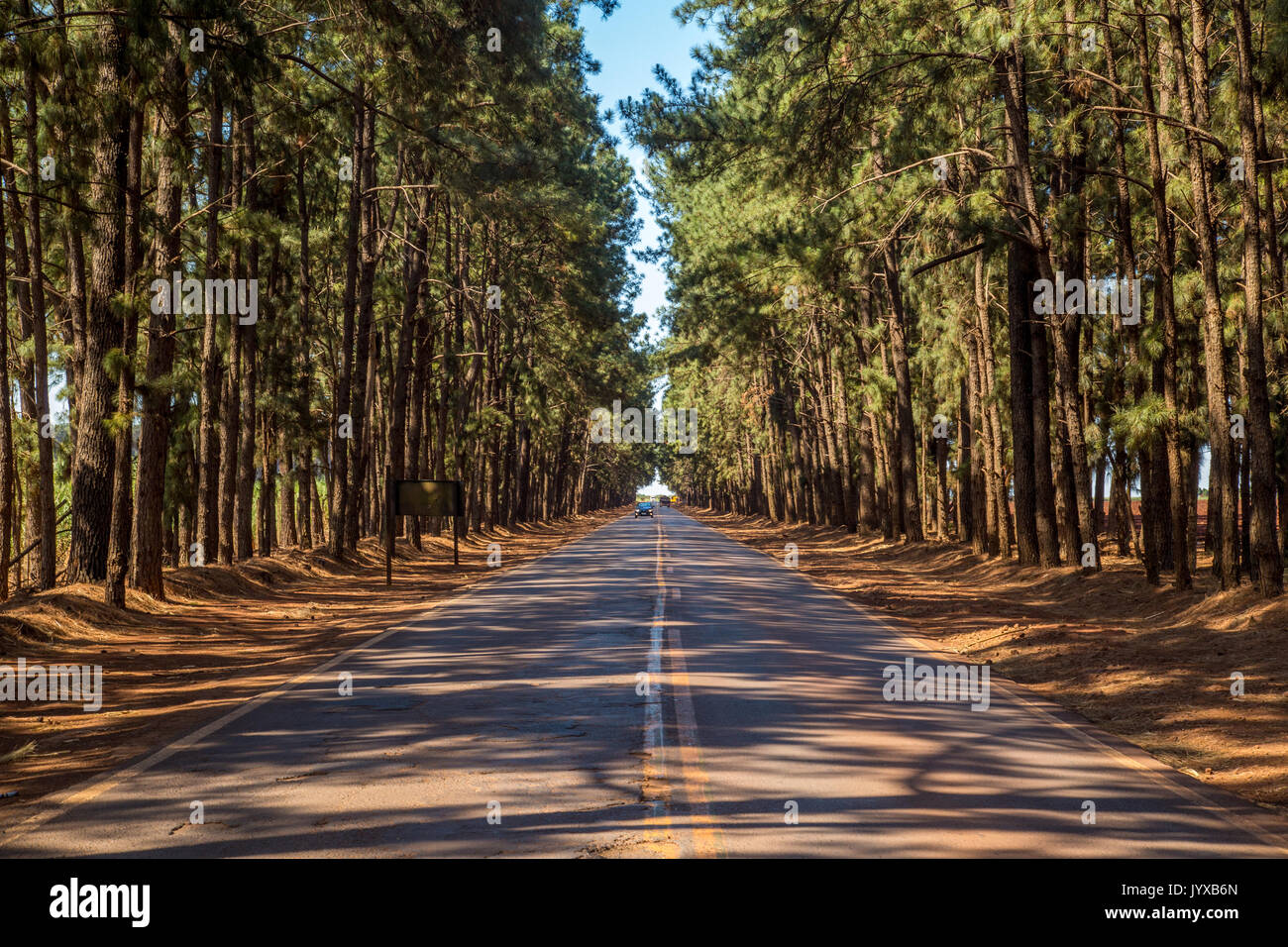 pine tree way Stock Photo - Alamy