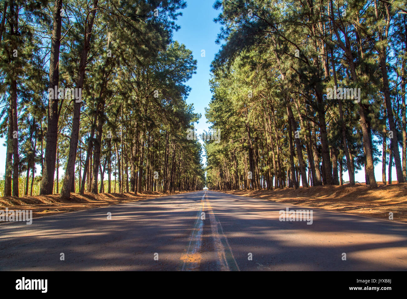 pine tree way Stock Photo - Alamy