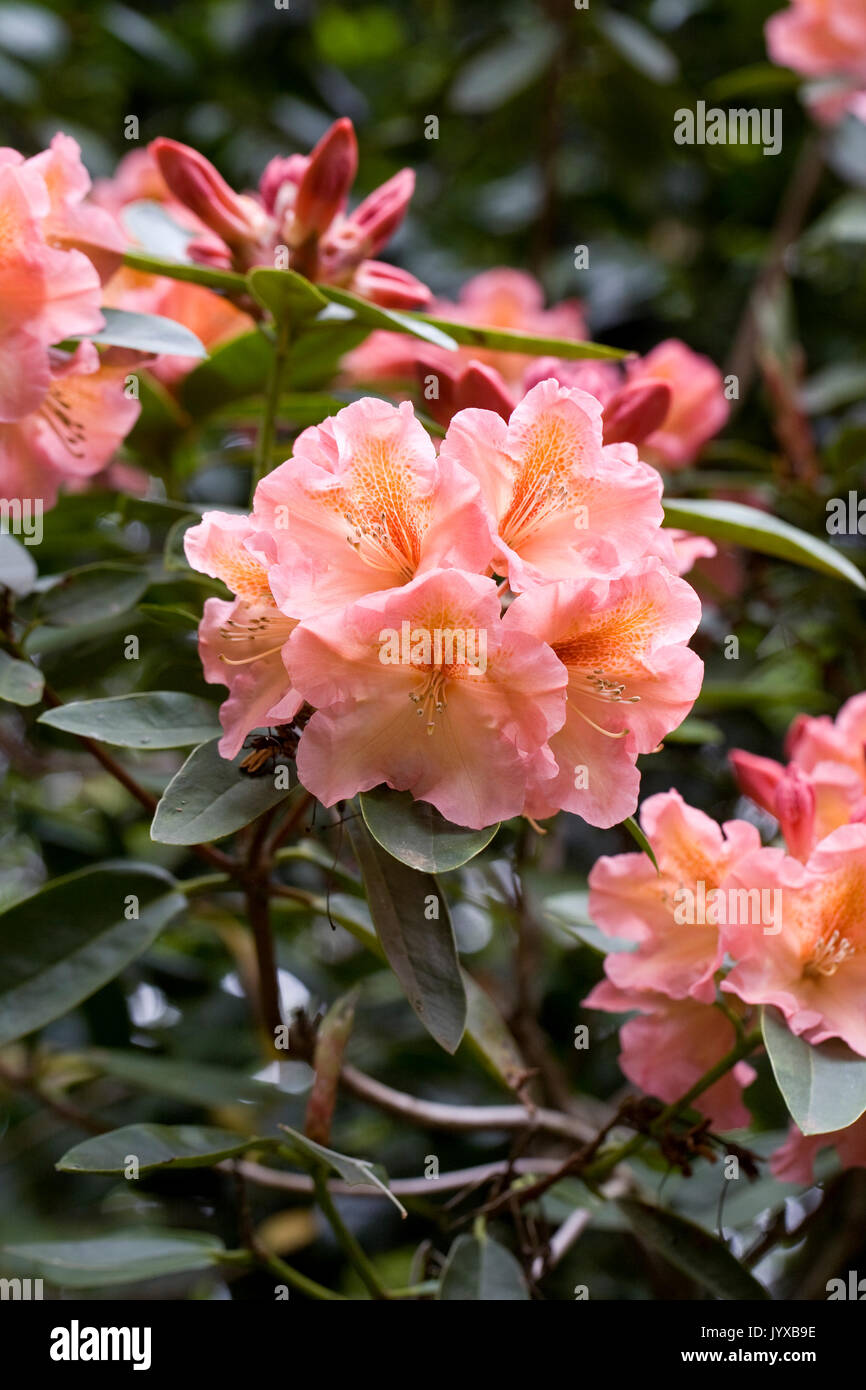 Plants spring hi-res stock photography and images - Alamy