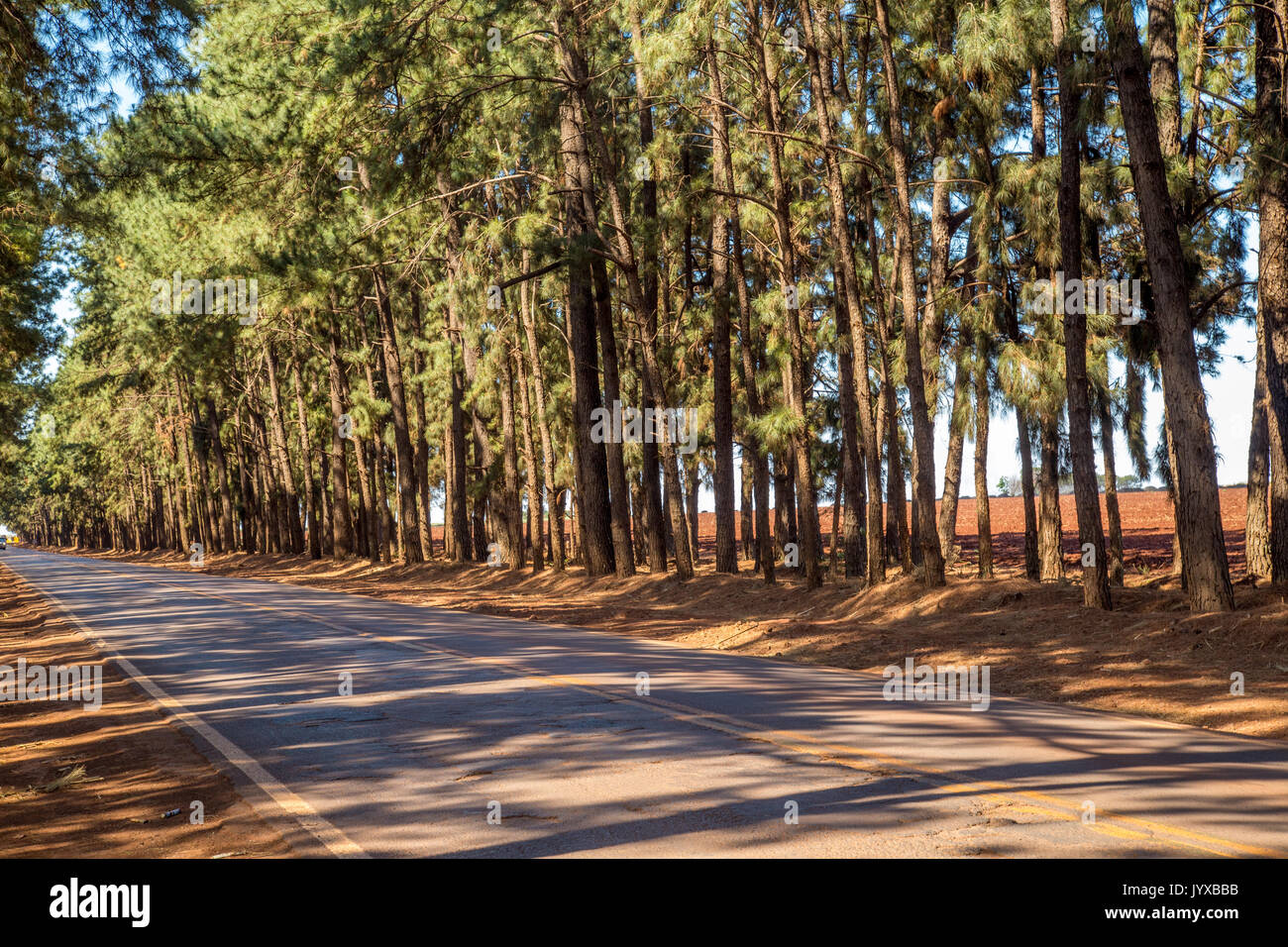 pine tree way Stock Photo - Alamy