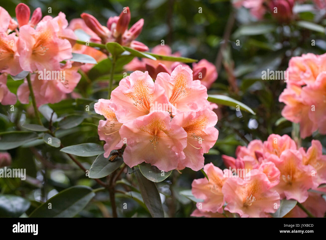 Rhododendron 'Olga' flowers in Spring Stock Photo - Alamy