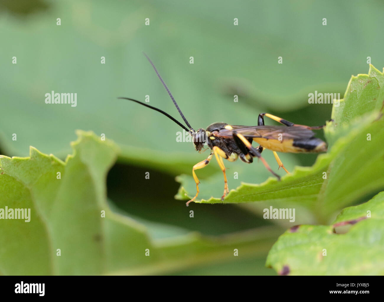 Parisitic wasps hi-res stock photography and images - Alamy