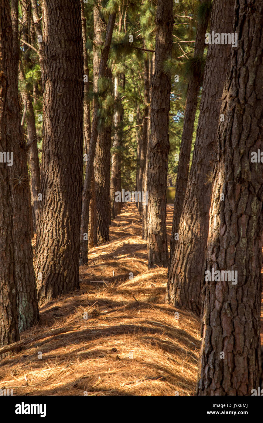 pine tree way Stock Photo - Alamy