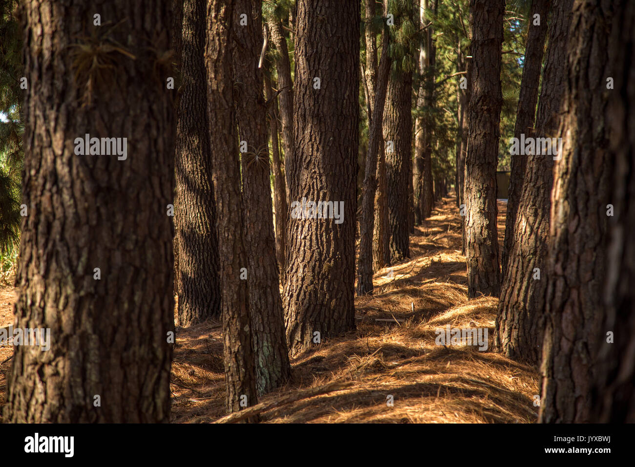 pine tree way Stock Photo - Alamy