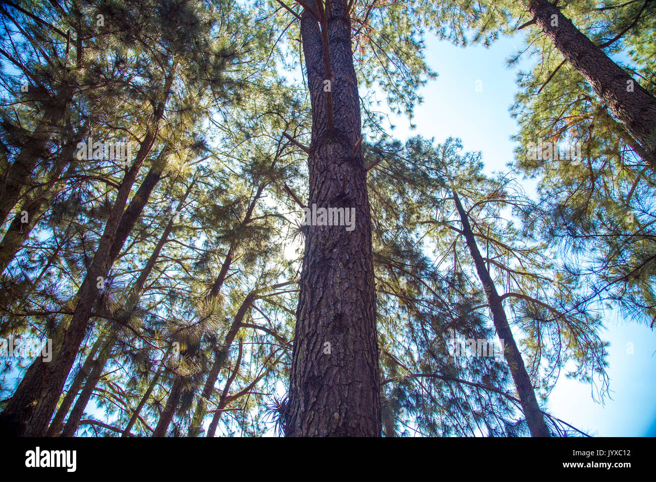 pine tree way Stock Photo - Alamy