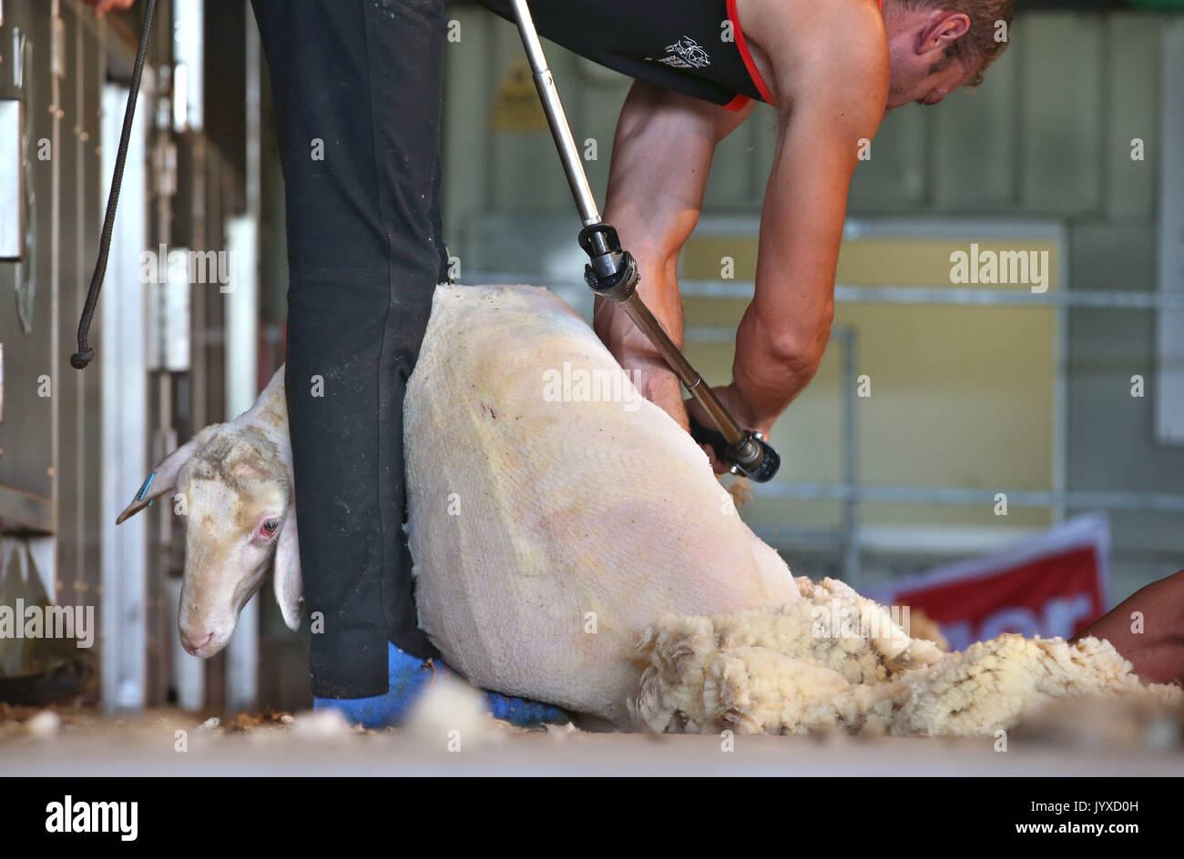 German sheep hi-res stock photography and images - Alamy