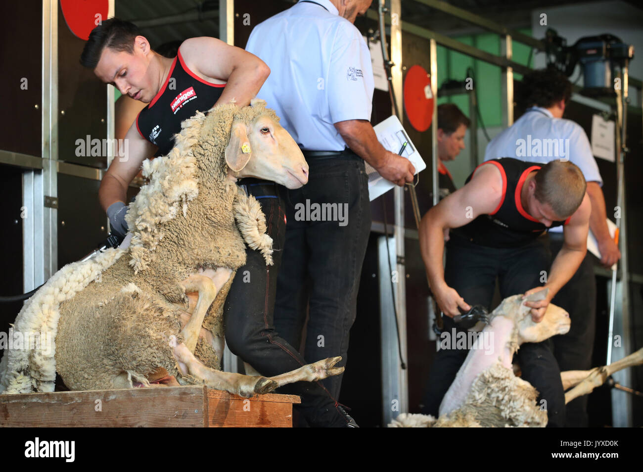Salem, Germany. 20th Aug, 2017. Sheep are sheared during the German ...
