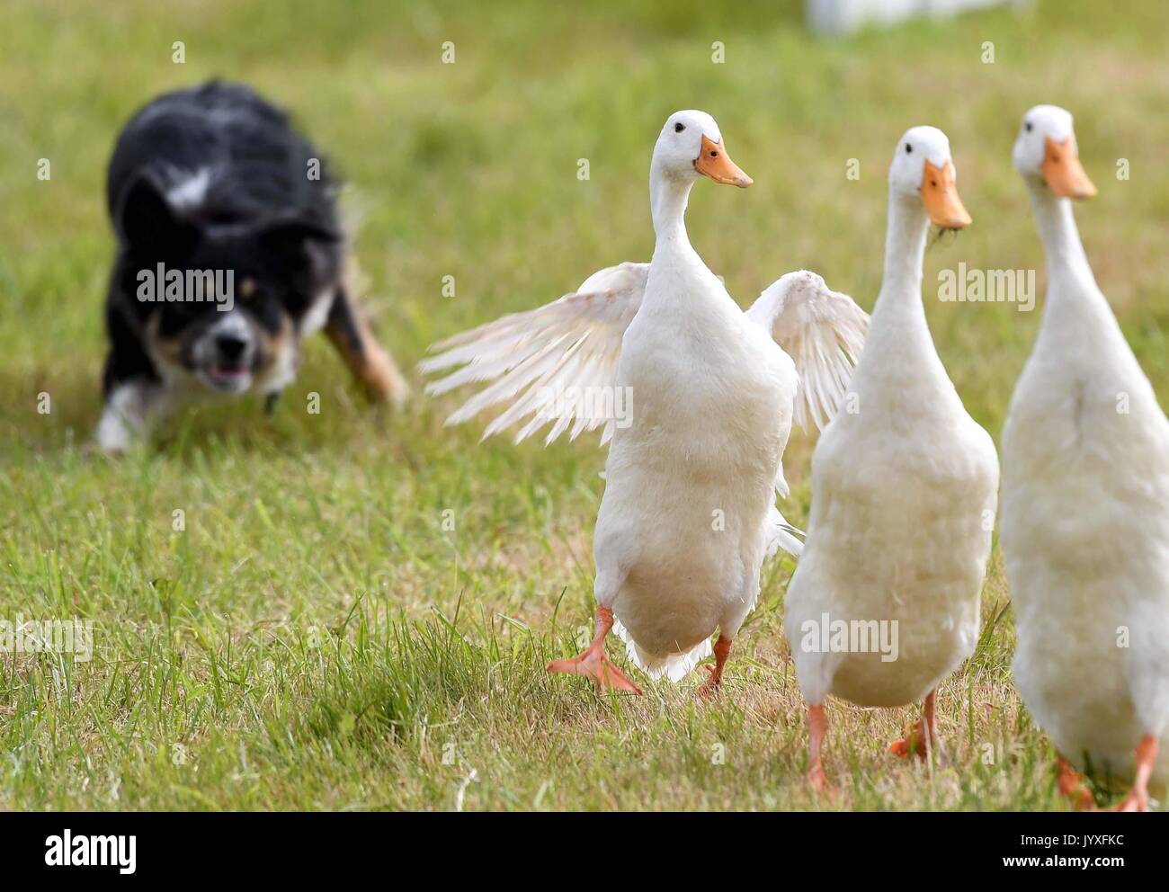 Buckham fair hi-res stock photography and images - Alamy