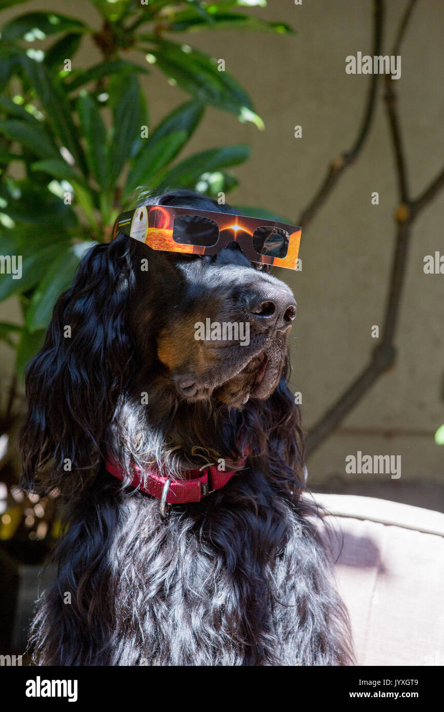 Ben The Gordon Setter High Resolution Stock Photography and Images - Alamy
