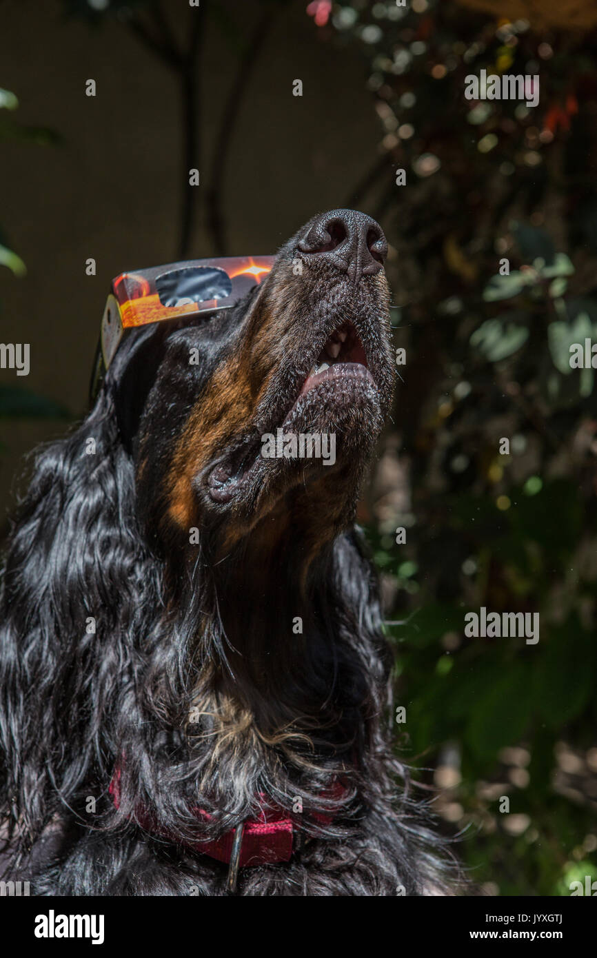 Ben the gordon setter trying out his solar eclipse sunglasses in Santa ...