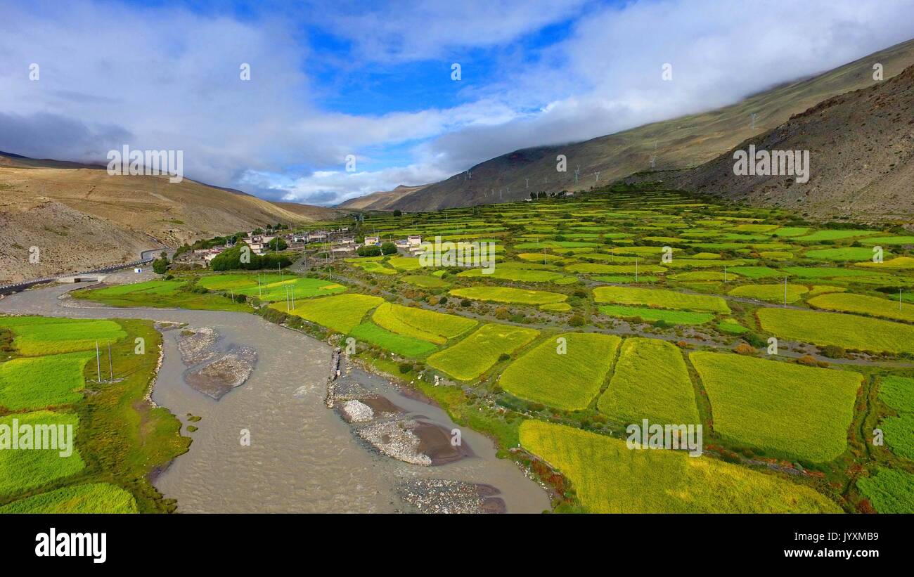 Tibet, China. 20th Aug, 2017. Canola flowers blossom in southwest China ...