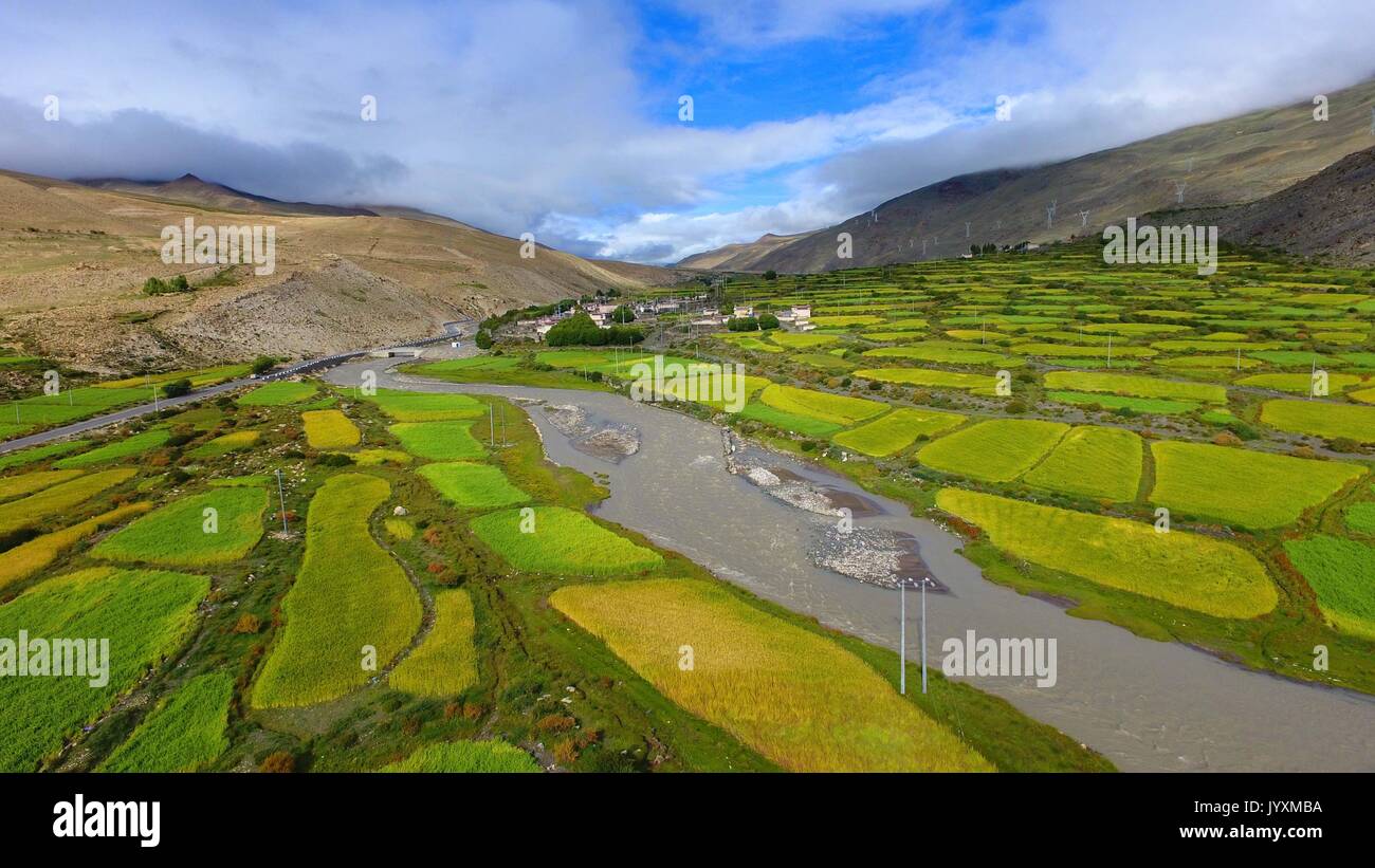 Tibet, China. 20th Aug, 2017. Canola flowers blossom in southwest China ...
