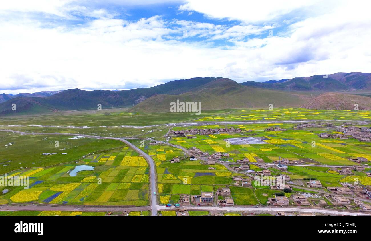 Tibet, China. 20th Aug, 2017. Canola flowers blossom in southwest China ...