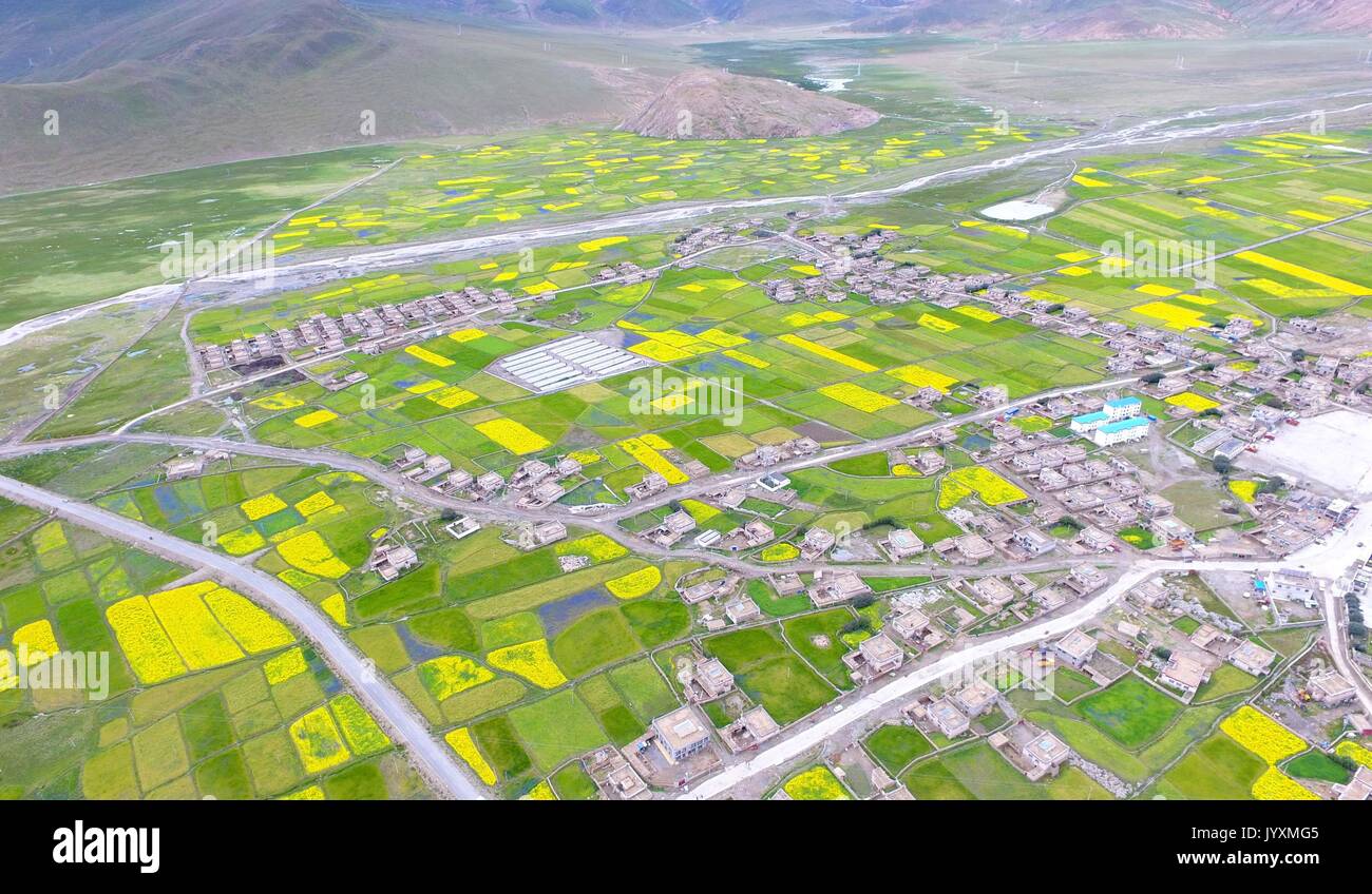 Tibet, China. 20th Aug, 2017. Canola flowers blossom in southwest China ...