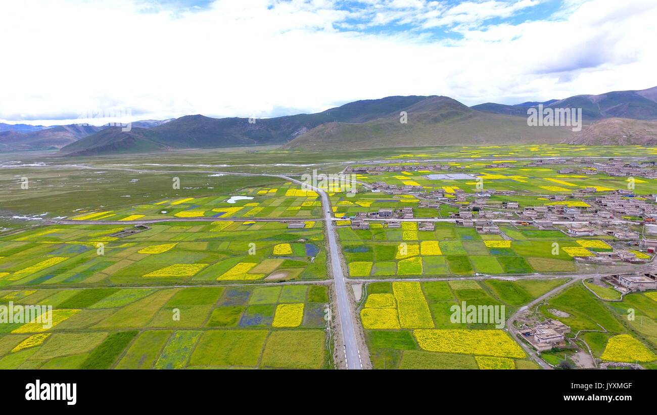 Tibet, China. 20th Aug, 2017. Canola flowers blossom in southwest China ...
