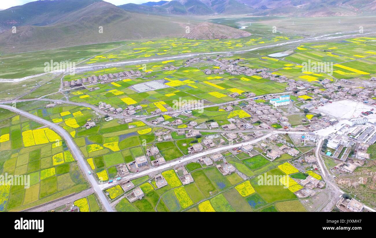 Tibet, China. 20th Aug, 2017. Canola flowers blossom in southwest China ...