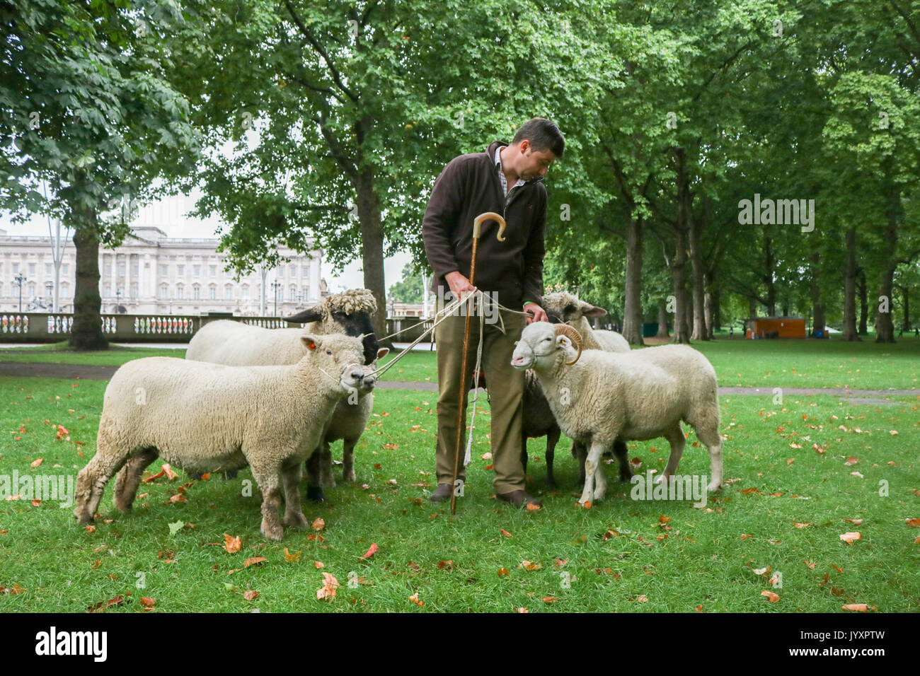 London, UK. 21st Aug, 2017. A rare breed of sheep from Mudchute farm ...