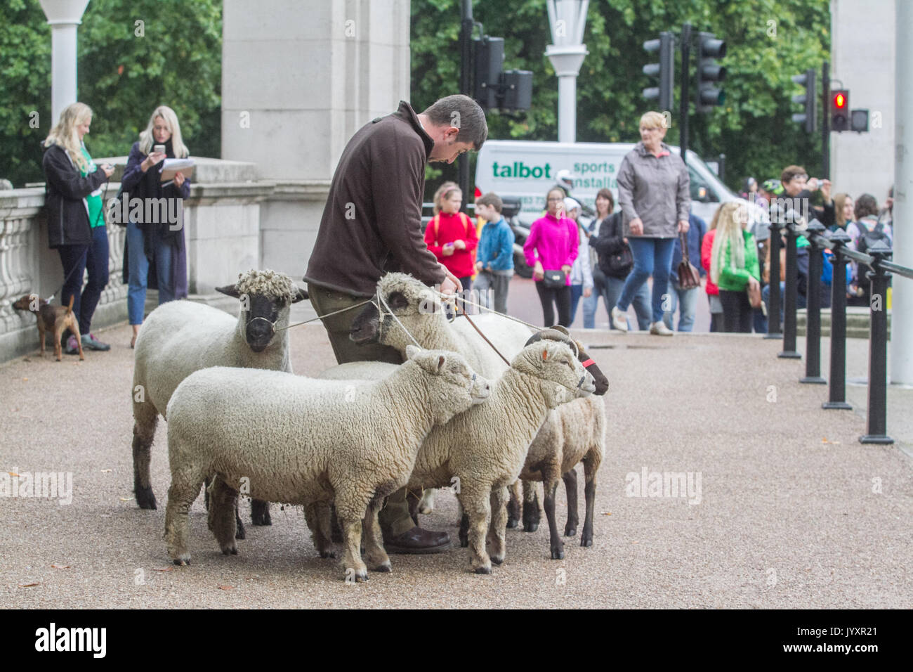 London, UK. 21st Aug, 2017. A rare breed of sheep from Mudchute farm ...